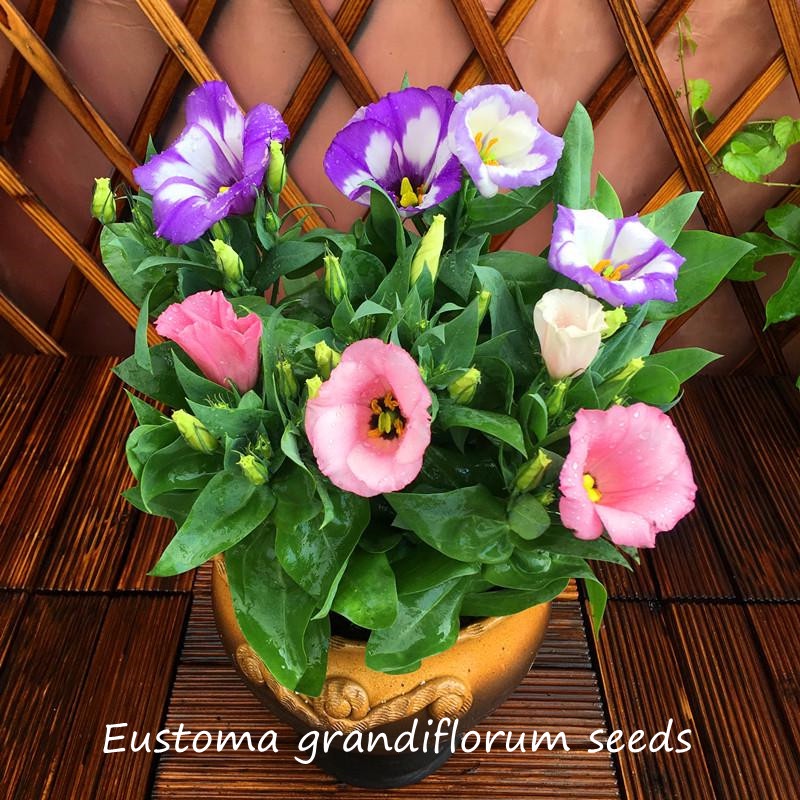 Ready Stock 300PCS Multicolor Eustoma Lisianthus Flower Eustoma ...