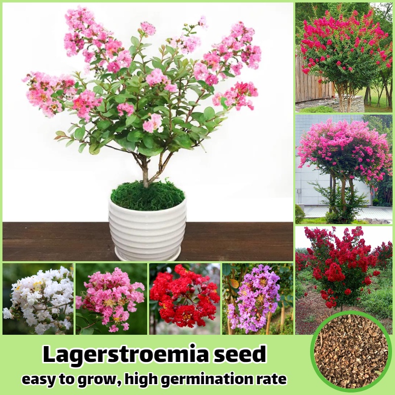 Color Mixing Lagerstroemia Seeds for Planting (200 Seeds/bag ...