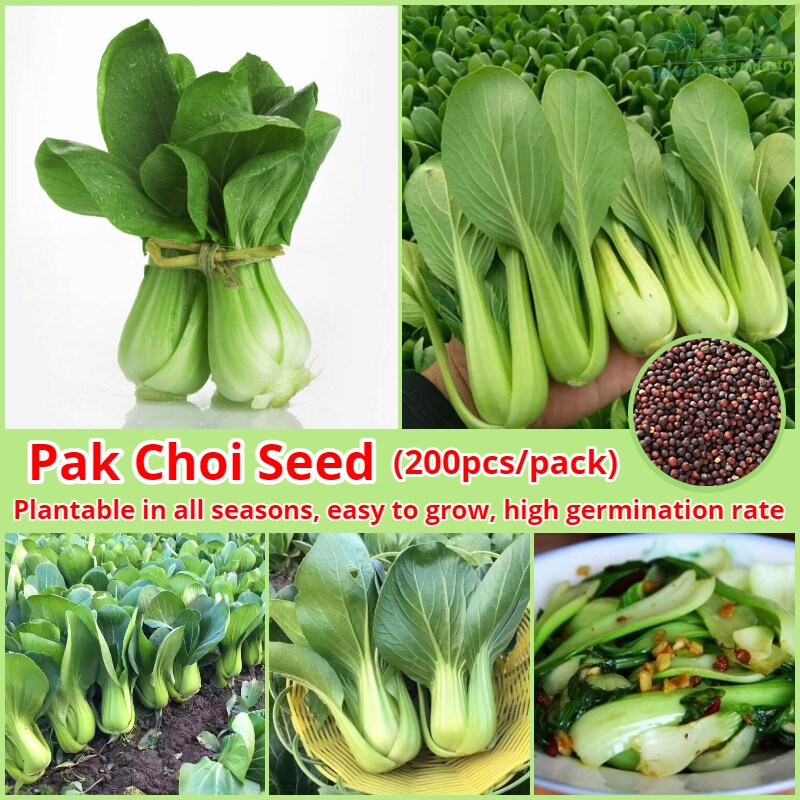 Biji Benih Pak Choi Pak Choy Seeds Fresh Vegetable Seeds for Planting ...