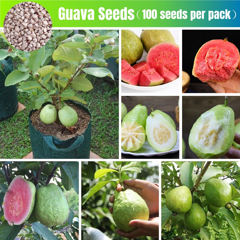 Sweet Guava Fruit Seeds for Sale (100pcs Seeds for Planting) Biji Benih ...