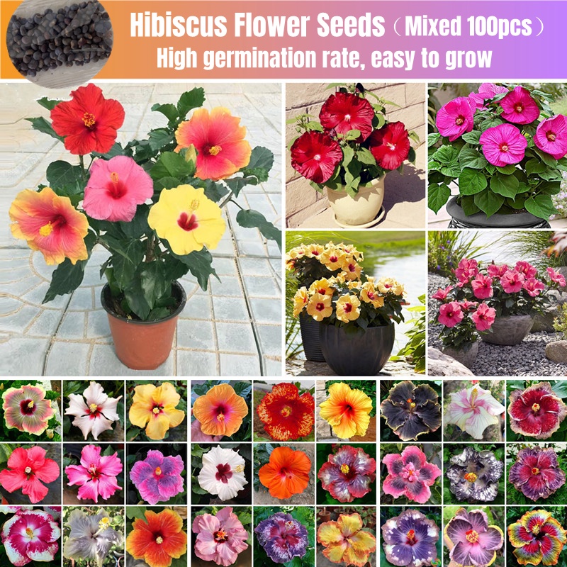 [Easy To Grow In Malaysia] Bunga Raya Hybrid Japanese Hibiscus Flower ...