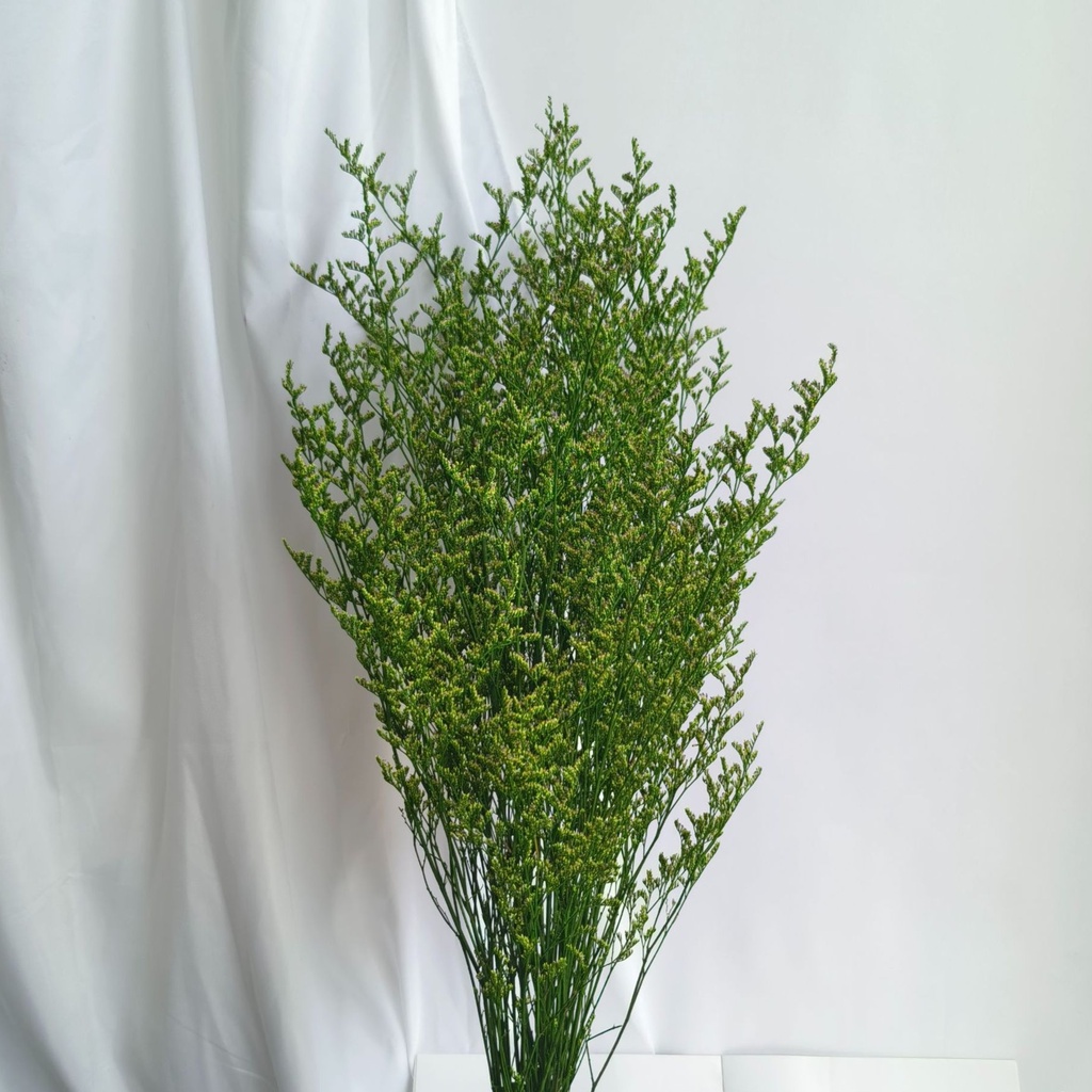 Real Dry Pampass Grass Caspia Limonium Kering Dried Flower Flowers Shopee Malaysia