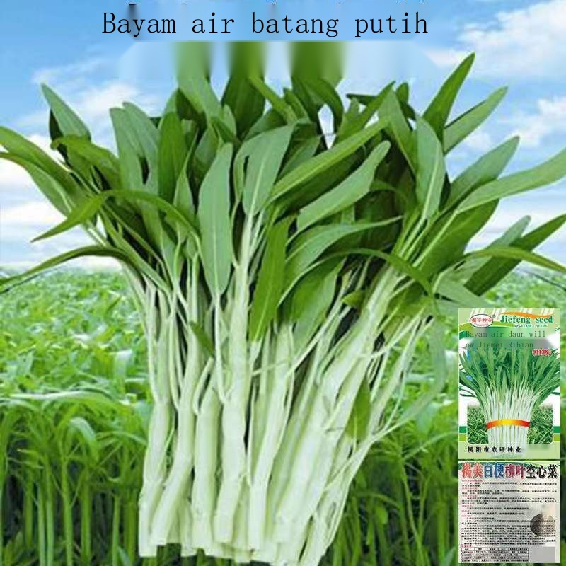 Biji bayam air berbatang putih, biji bayam air daun willow kecil, akar ...