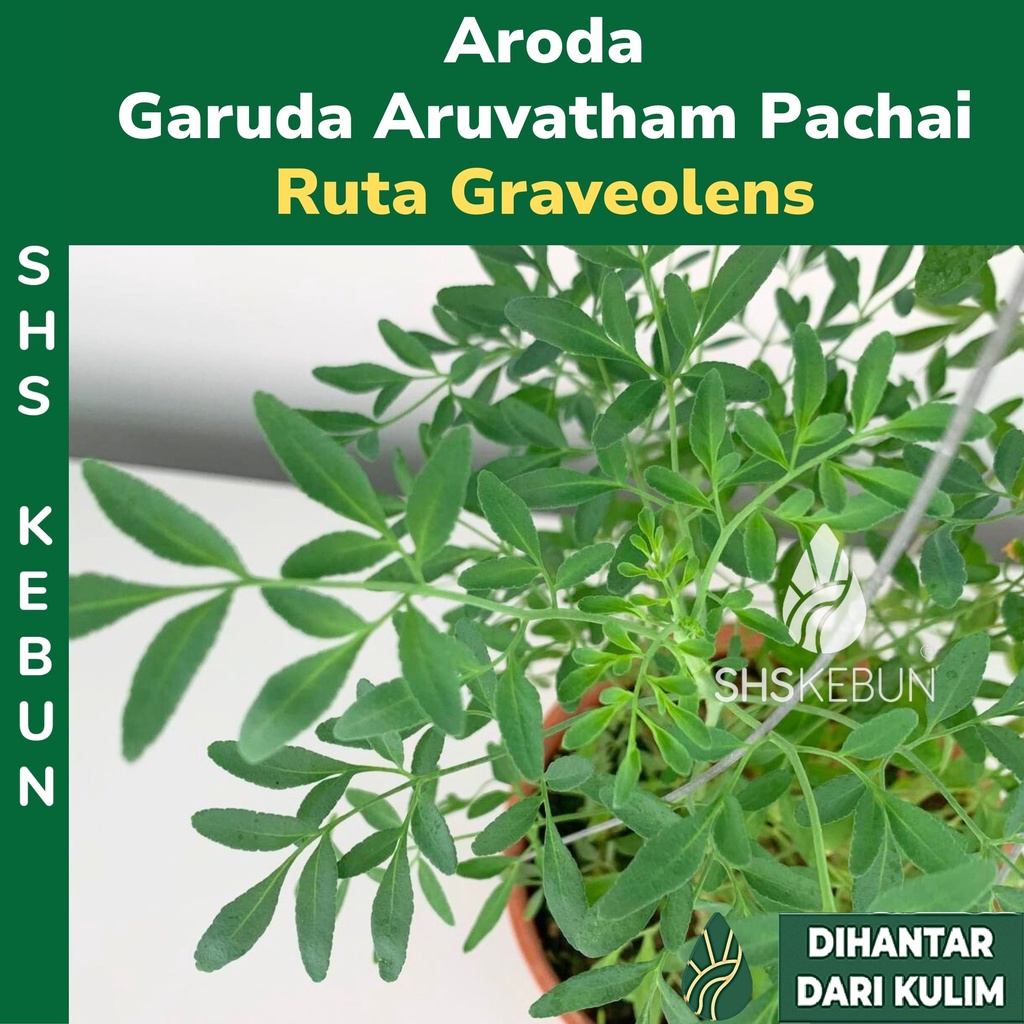 Rue Ruta graveolens Aroda Garuda Aruvatham Pachai Herb of Grace Live ...