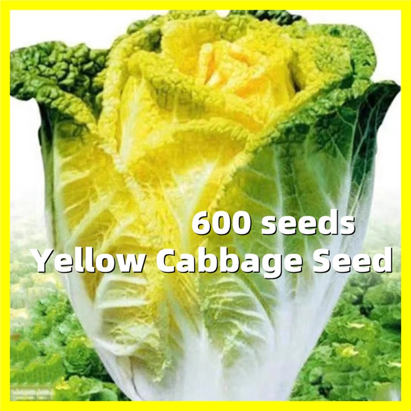 Yellow Cabbage Seed -600 Seeds Early Mature Yellow Heart Chinese ...
