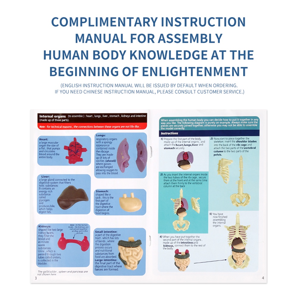 28.5cm 3D Human Body Torso Model Human Skeleton Model Set for Anatomy ...