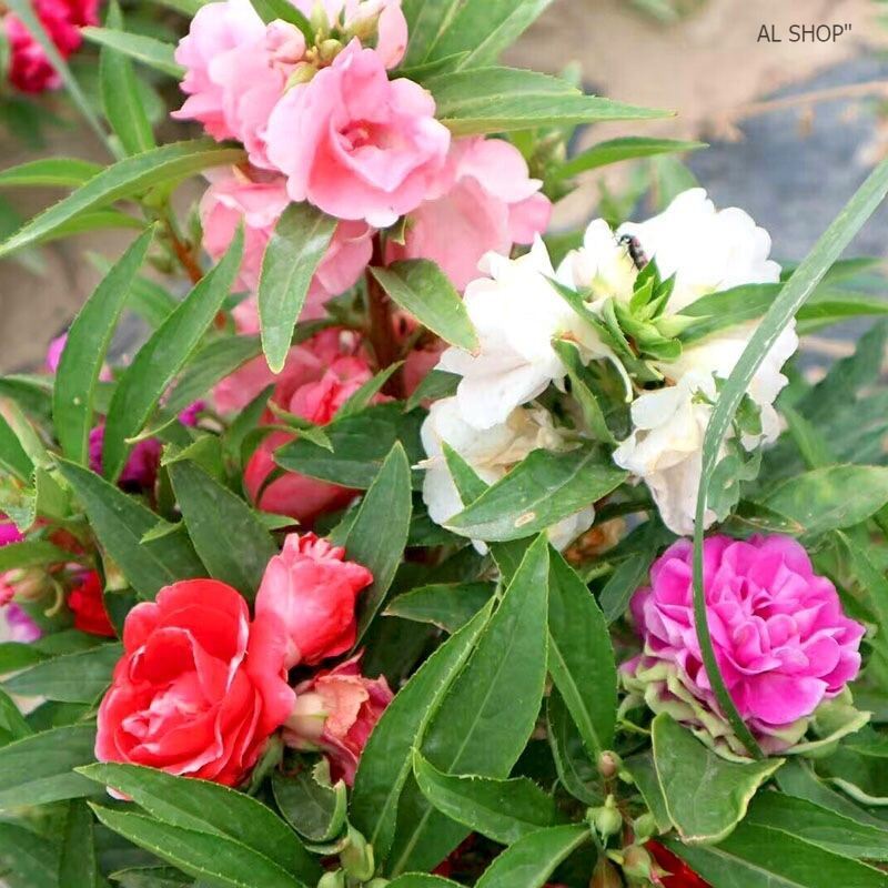 Benih Bunga Keembong Mix Color / Mix Colour Balsam Flower Seeds / 凤仙花籽 ...