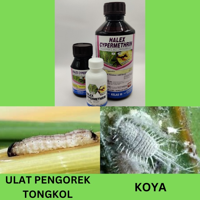 Racun Serangga Cypermethrin bunuh ulat bungkus pagoda daun kuntum ratus ...