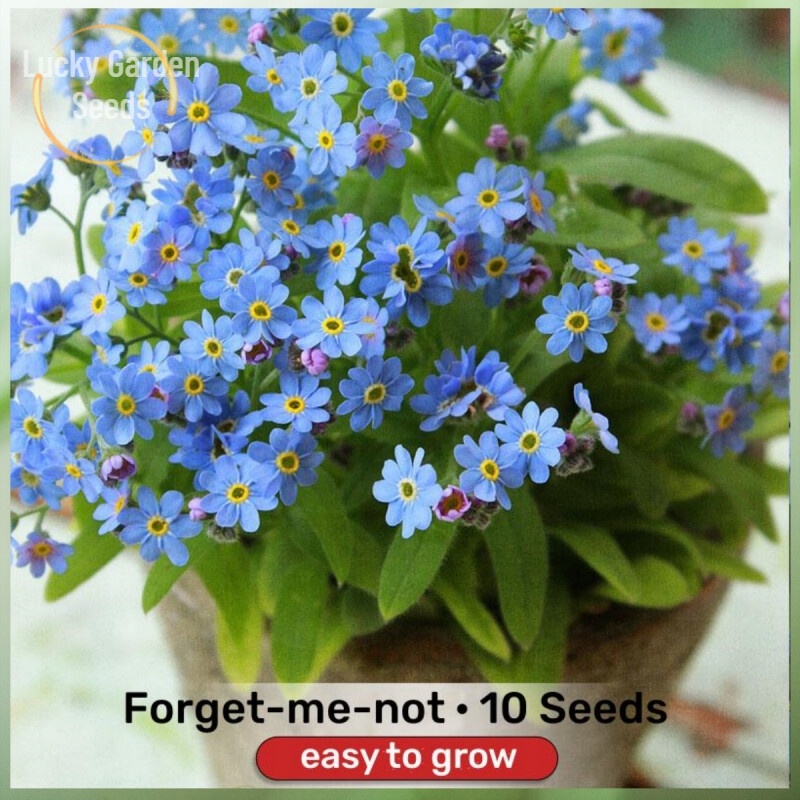 High Quality Forget-me-not Seeds (10 Seeds) Benih Pokok Bunga Rare ...