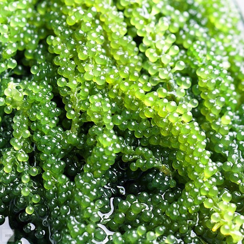 ZEJUN Salted Sea Grape 100g Kelp Shredded Fresh Instant Seaweed Vegetable Small Snacks Wakame ...