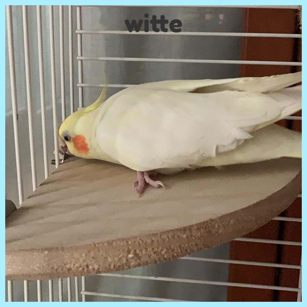 WITTE Stand, Wood Sector Bird Supplies. Hanging Station, Toy Hamster ...
