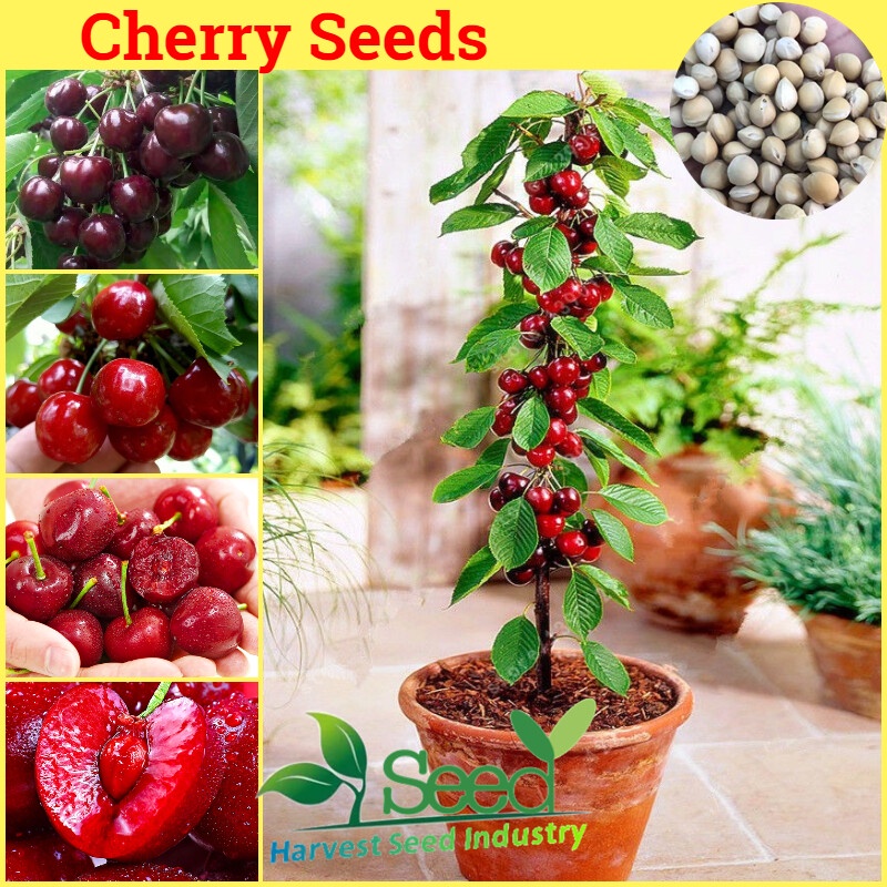 [Easy to grow] Sweet Cherry Seeds for Planting (30 Seeds Per Pck) Benih ...