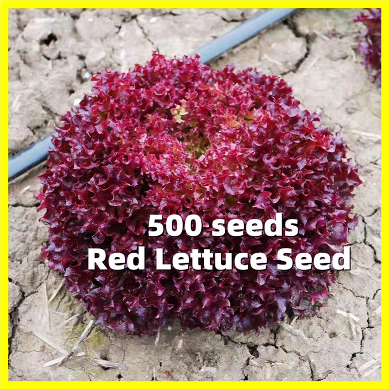 Red Lettuce Seed -500 Seeds Lollo Rosa Purple Lettuce Vegetable Seeds ...