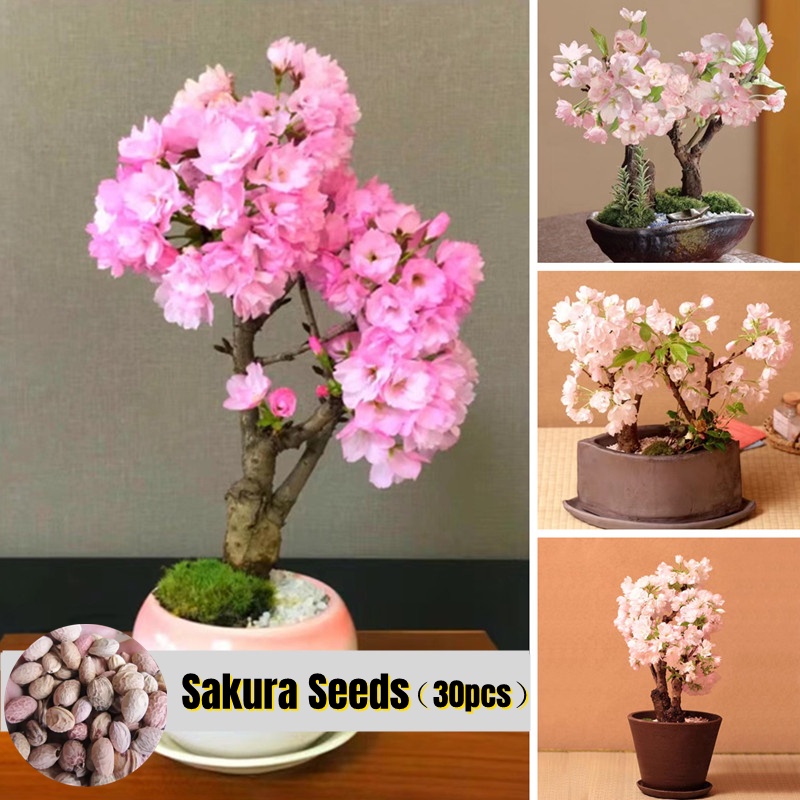 30Pcs Japanese Sakura Seeds Flower Seeds for Planting Bonsai Tree Seeds ...