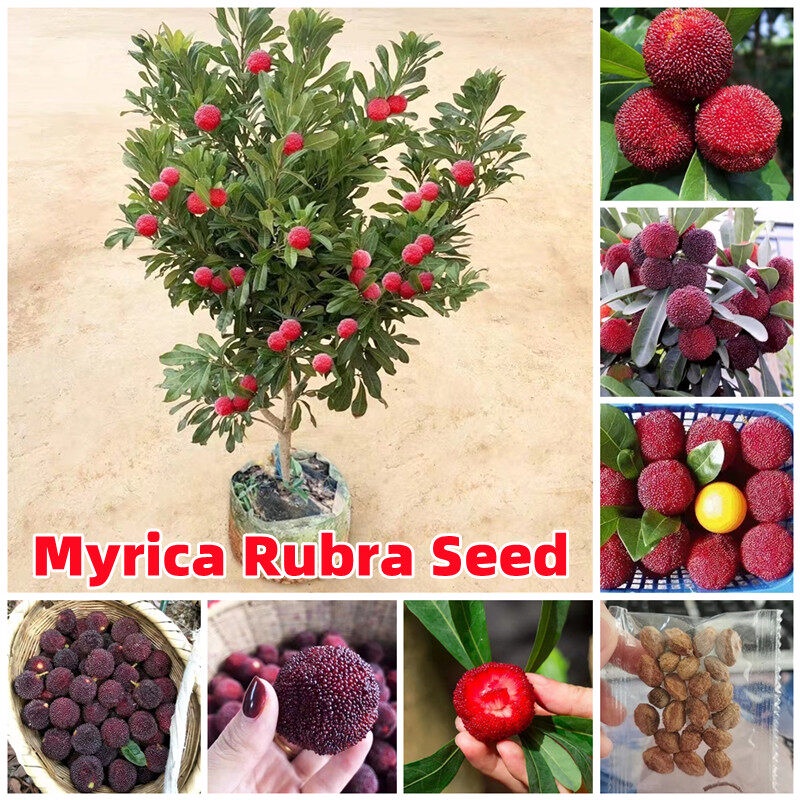 20 Seeds Fresh Myrica Rubra Seed sweet Fruit Seeds for Planting Bonsai ...