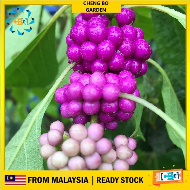 Anak Pokok Beauty Berry Pokok Hiasan Pokok Hidup Kelulut | Shopee Malaysia