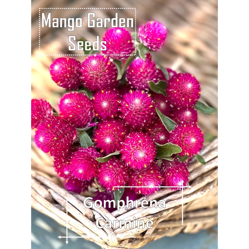 Carmine Gomphrena Flower Seeds - 10 Seed *Pot Friendly* Tanam Pasu Biji ...