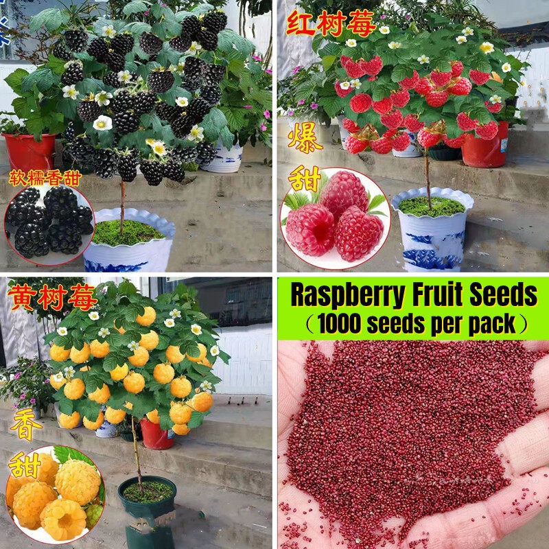 1000pcs Rare Delicious Raspberry Fruit Seeds Benih Pokok Buah Sweet ...