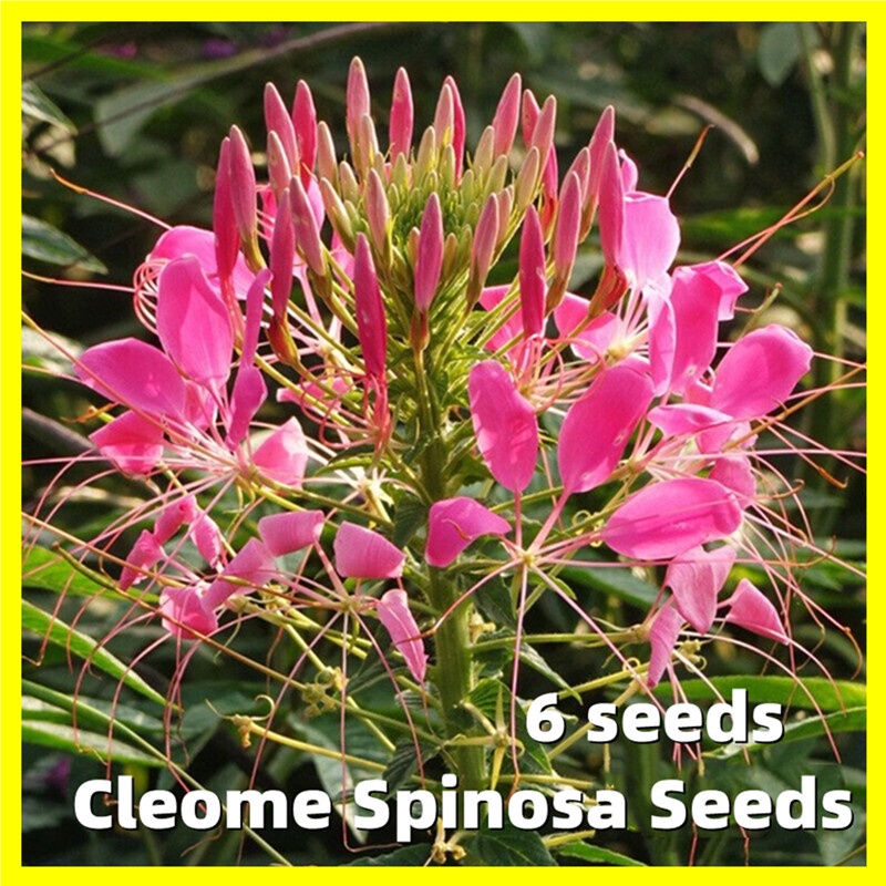Cleome Spinosa Seeds - 6 Seeds Benih Pokok Bunga Flower Seeds Easy To ...