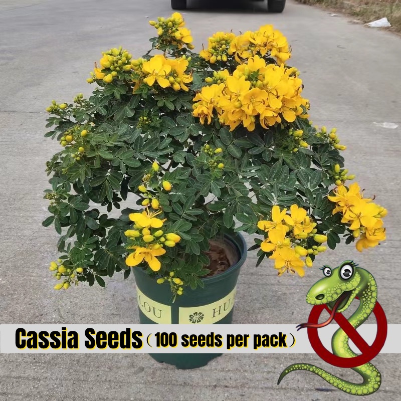 Seeds for Sale 100pcs/bag Dwarf Cassia Tree Plant Seeds Special Smell ...