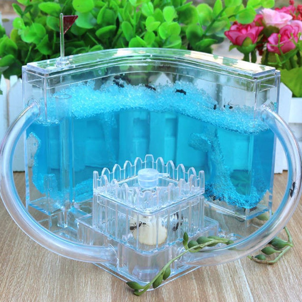 3D Ant Farm LED Lighting Educational Maze Live Feeding System Novelty ...