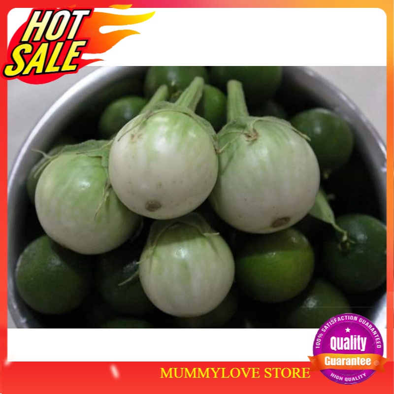 10 Pcs Biji Benih Terung Bulat Bujur Hijau Ready Stock Sarawak | Shopee ...