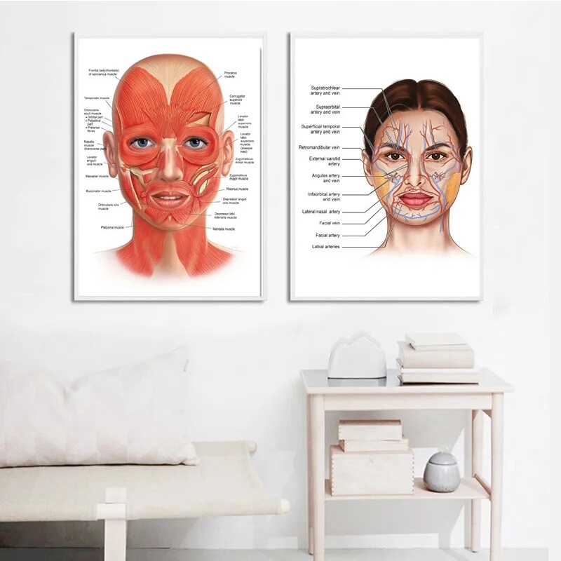 Gift Human Face Anatomy Muscle Veins Detailed Educational Medical ...