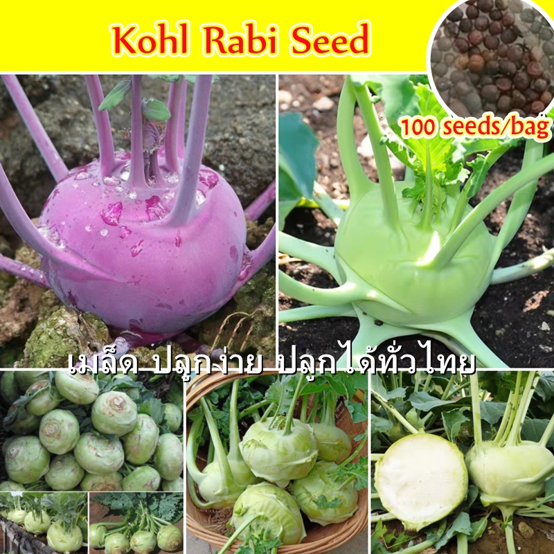 High Yield Kohl Rabi Seed Vienna Kohlrabi Biji Benih Sayur Sayuran ...