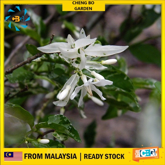 Anak Pokok Bunga Jeliti Batik Bunga Wangi Import Dari Thailand Wrightia ...