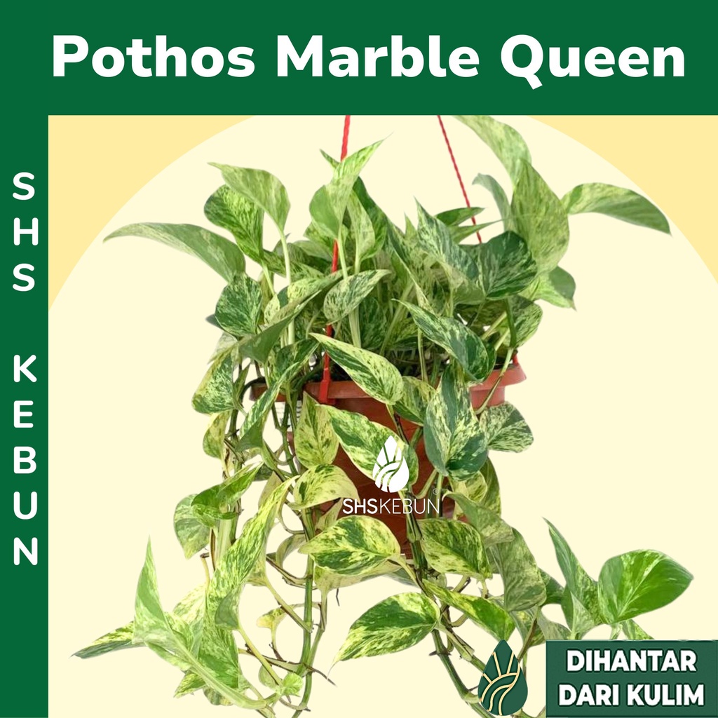 Hanging Marble Queen Pothos Epipremnum Aureum Money Plant Devil's ivy ...