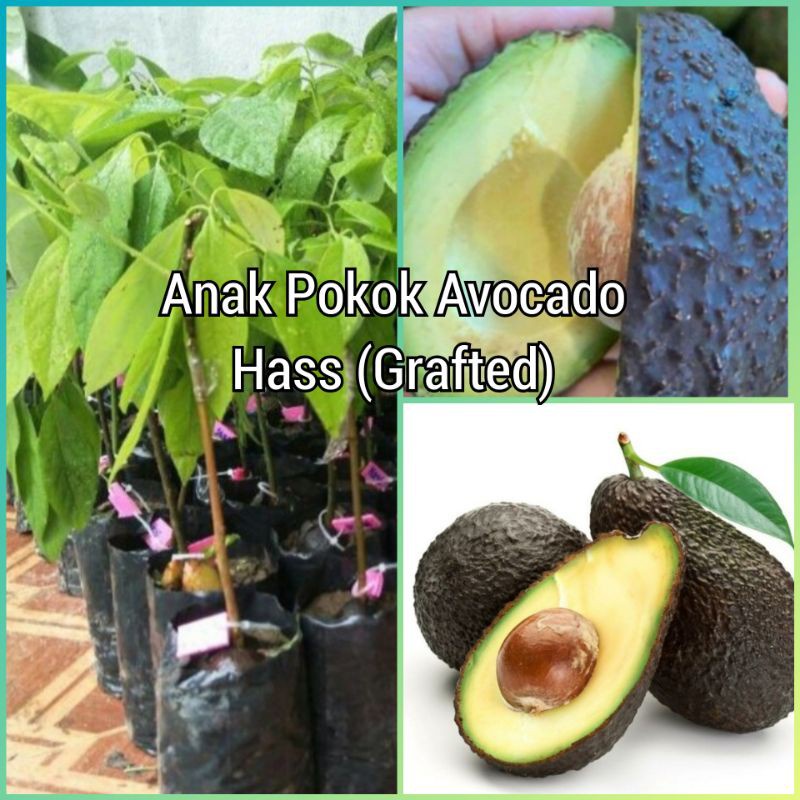 BENIH POKOK AVOCADO BOOTH 7 & HASS GRAFTED/ KAHWIN AVOCADO | Shopee ...