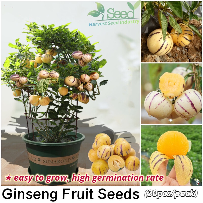 Ginseng Fruit Seeds for Planting (30 Seeds/pack, Suitable for Growing ...