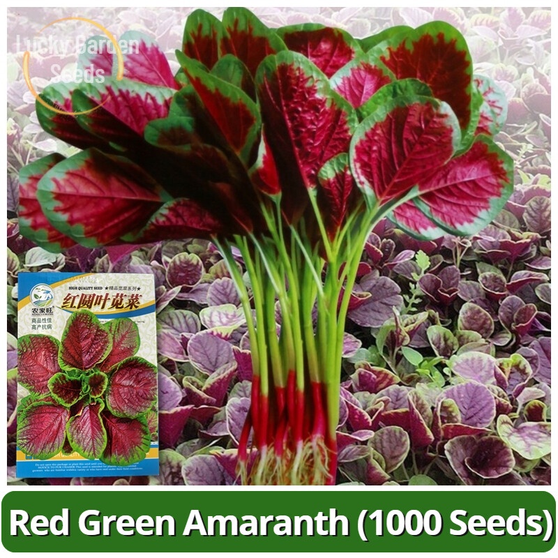 Biji Benih Bayam Merah Hijau Red & Green Amaranth Seeds (1000 Seed) Red ...