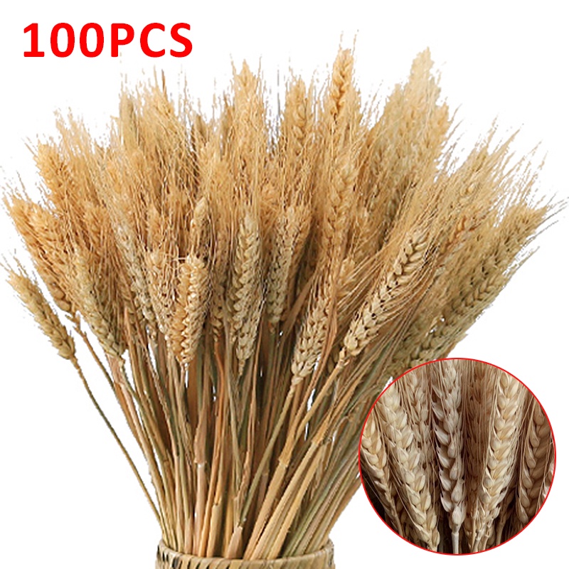 New 100pcs Bunch Original Color Wheat Ears and Barley Dried Flower ...