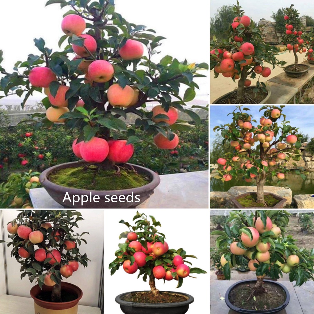 Ready Stock 50pcs Apple Seeds Dwarf Apple Tree Sweet and Delicious Fruit Seeds Benih Pokok Buah ...