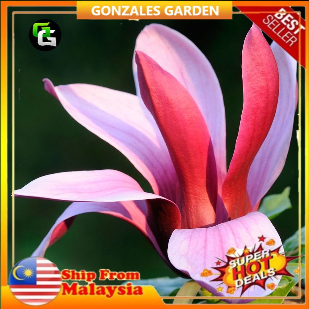 Anak Pokok Bunga Cempaka Merah Magnolia Import Dari Thailand | Shopee ...