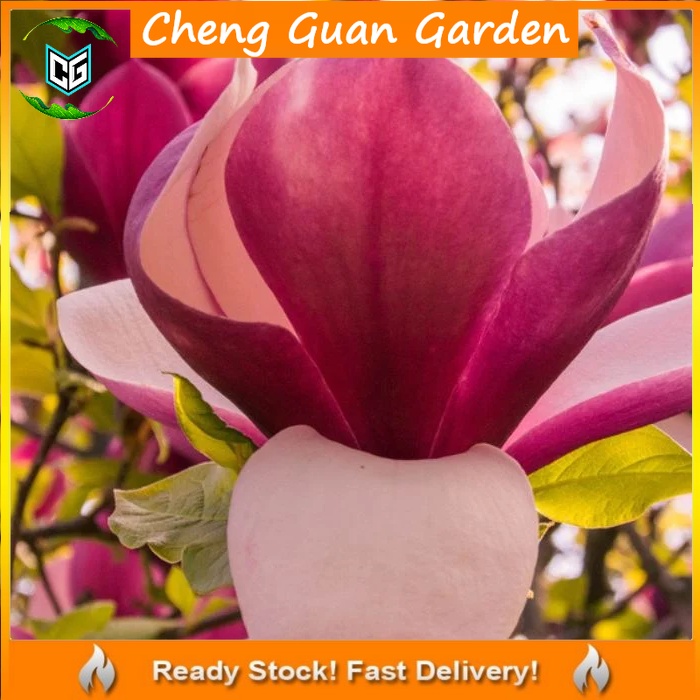 Anak Pokok Bunga Cempaka Merah Magnolia Import Dari Thailand Pokok Rare ...