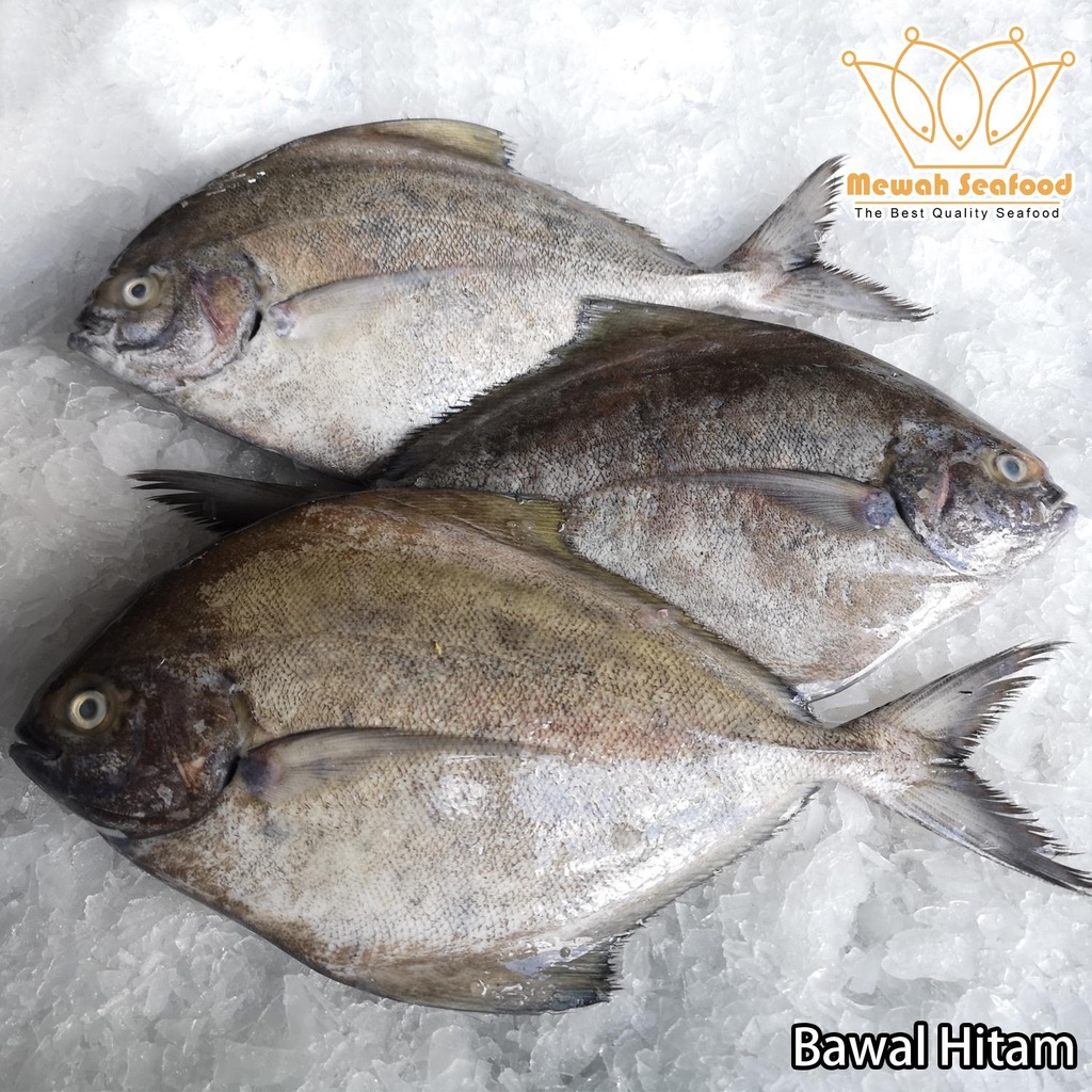 Ikan Bawal Hitam (Siap Siang, Beku) Bawah 1Kg 1 Ekor | Shopee Malaysia