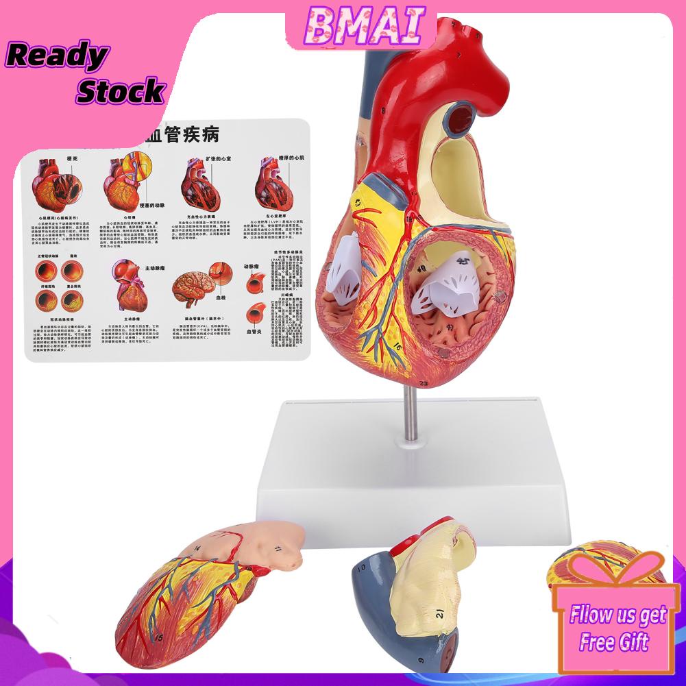 Bmai Life Size Human Heart Teaching Model Anatomically Accurate ...