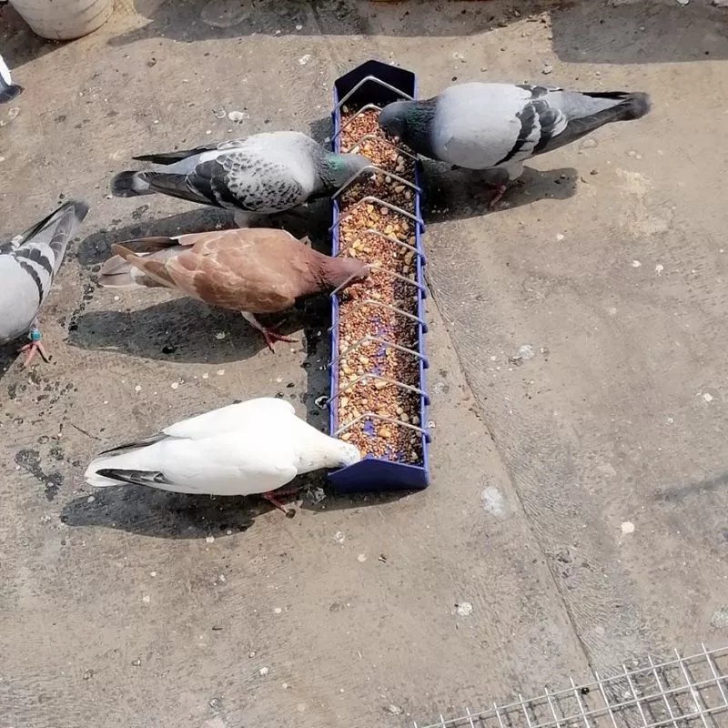 Chicken Trough For Quail Trough For Pigeons To Feed Pigeons Against ...