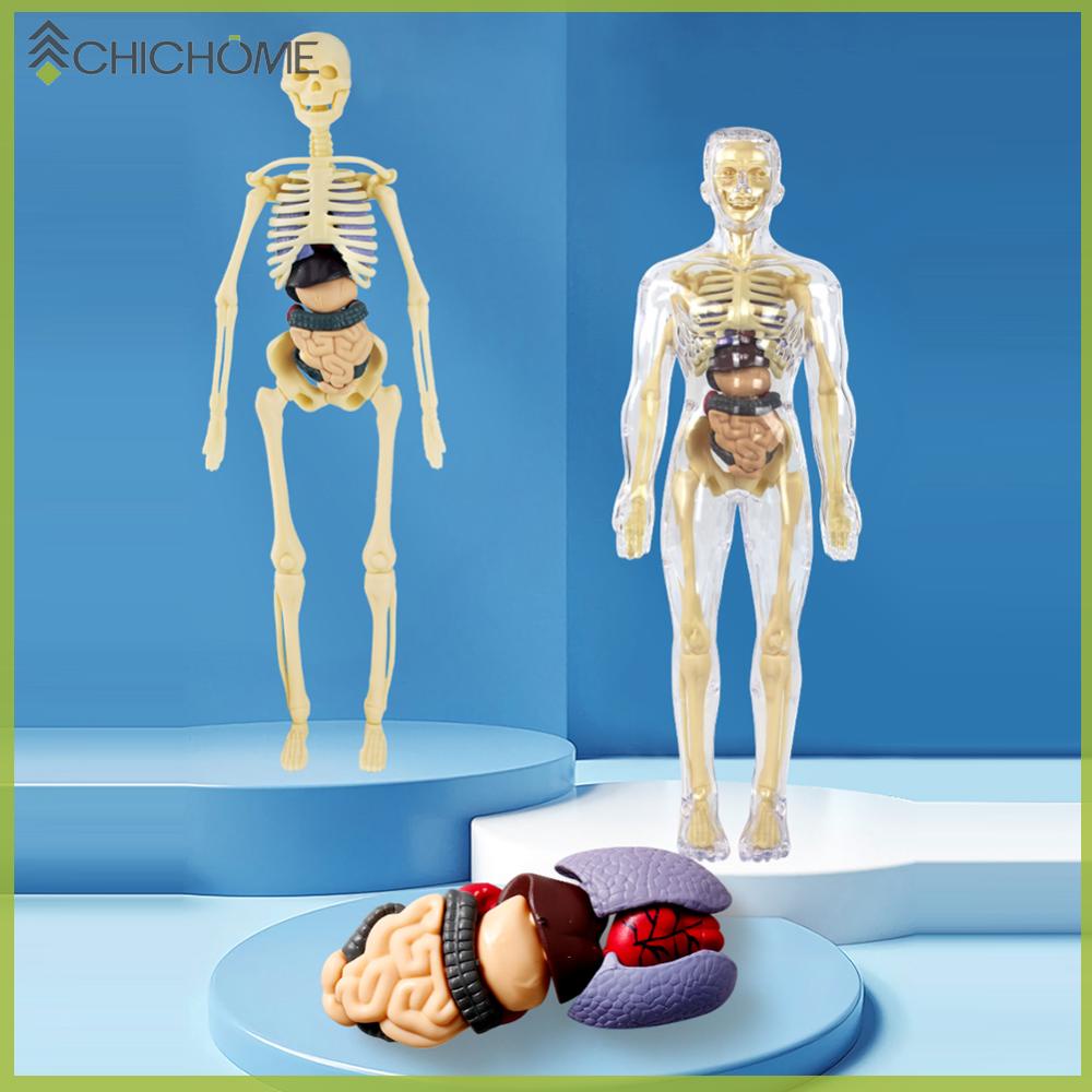[chichome.my] 28.5cm 3D Human Body Torso Model Human Skeleton Model Set ...