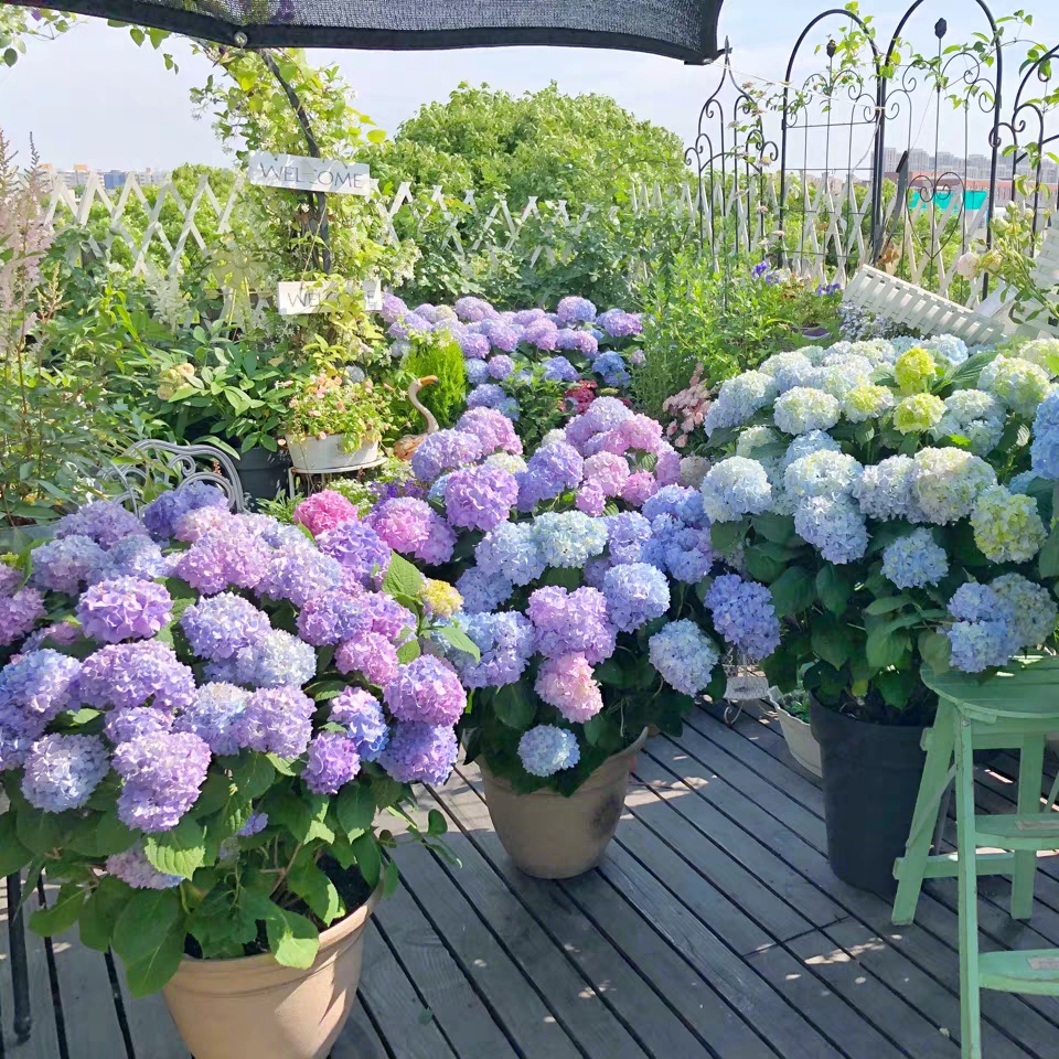 5 Pcs Mixed Colors Hydrangea Seeds Double Petals China Hydrangea ...