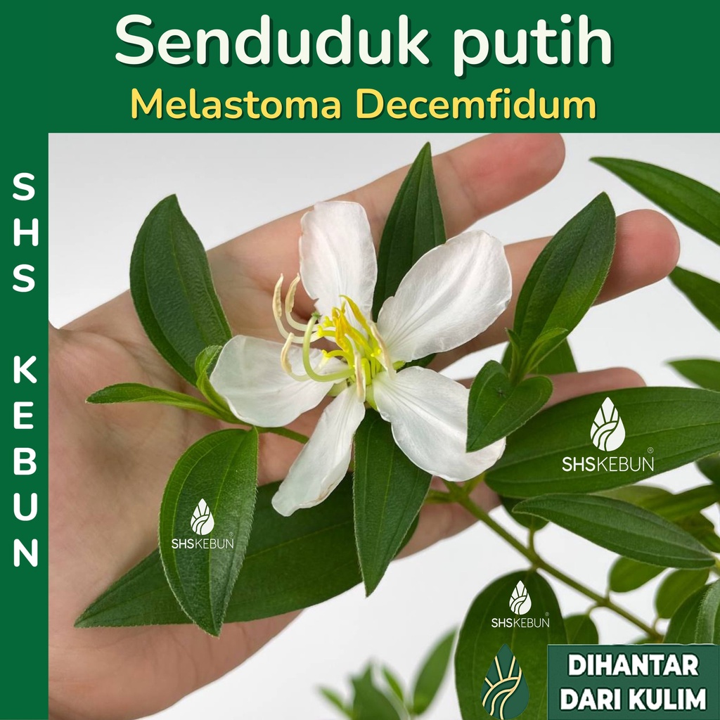 Pokok Senduduk Putih Pokok Herba Pokok Bunga Putih Melastima Decemfidum ...