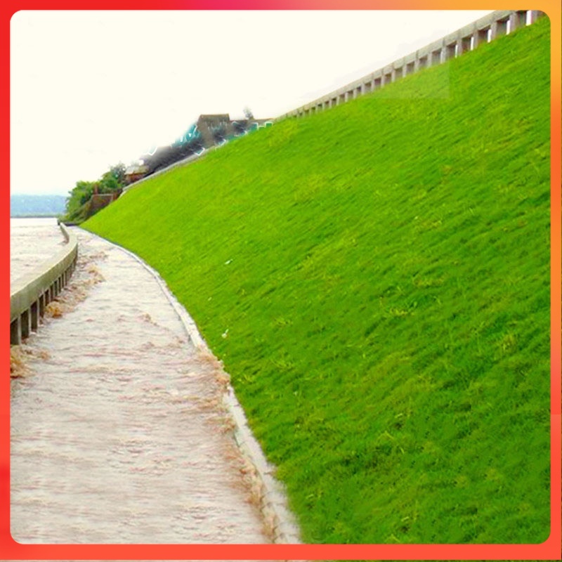 Rumput Cerun / Resistant to trampling slope protection grass seeds ...