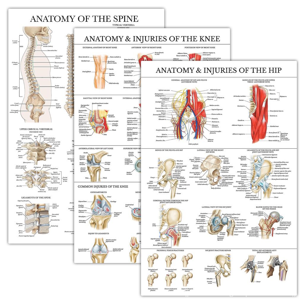 3-piece Set-Anatomy Poster Set-Layer Pressure-Knee-Hip-Spine Anatomy ...