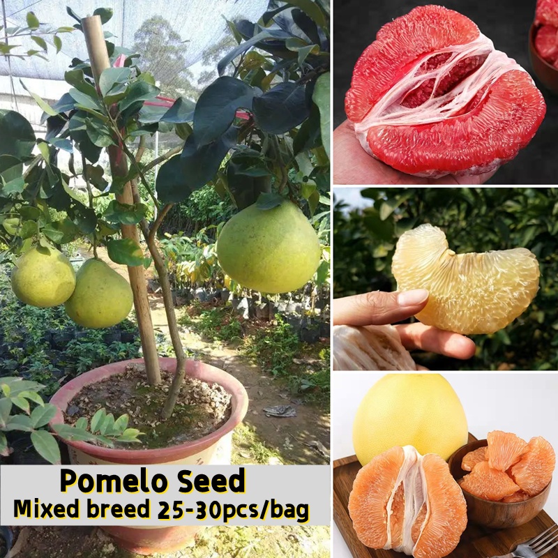 25-30pcs Limau Bali Pomelo Seeds Very Juicy and Sweet Pokok Limau Bali ...