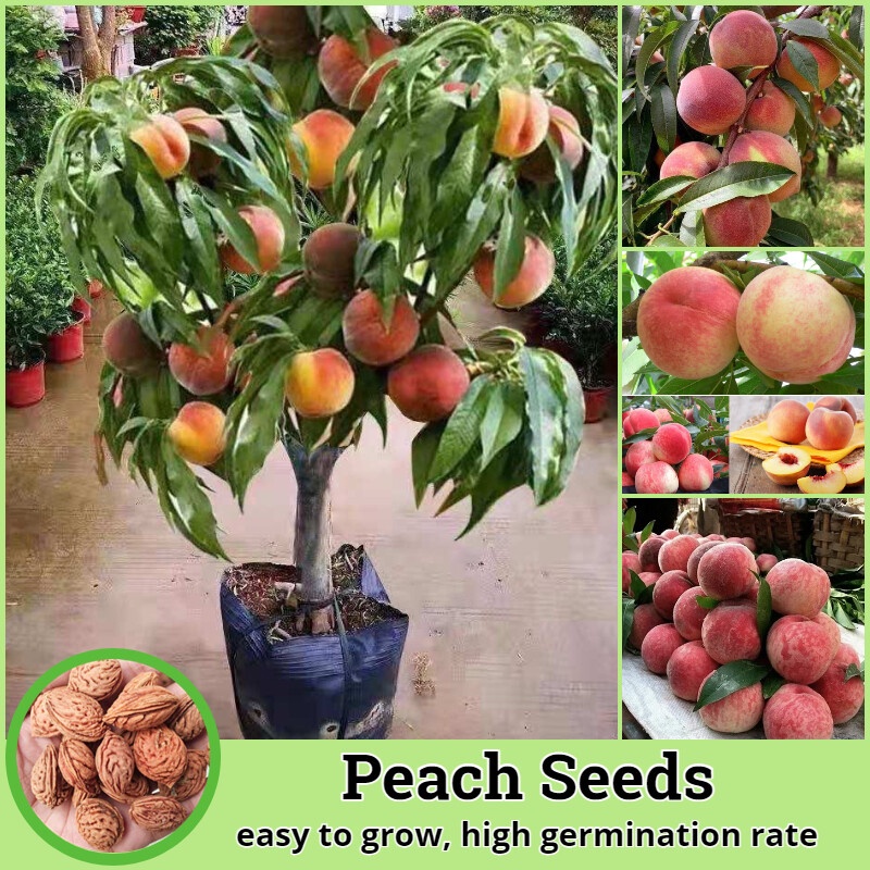 Fresh Peach Seeds Fruit Seeds for Planting (5-7 Seeds Per Pack) Potted ...