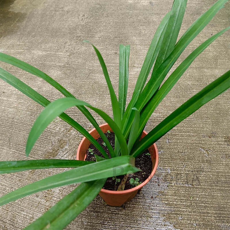 [Plantopia] Royale Chives 青龙菜 | Pokok Untuk Masak Hidup | Shopee Malaysia