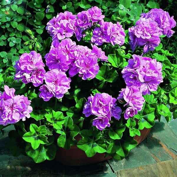 Local Ready Stock Rare Multicolor Univalve Geranium Seeds Perennial ...