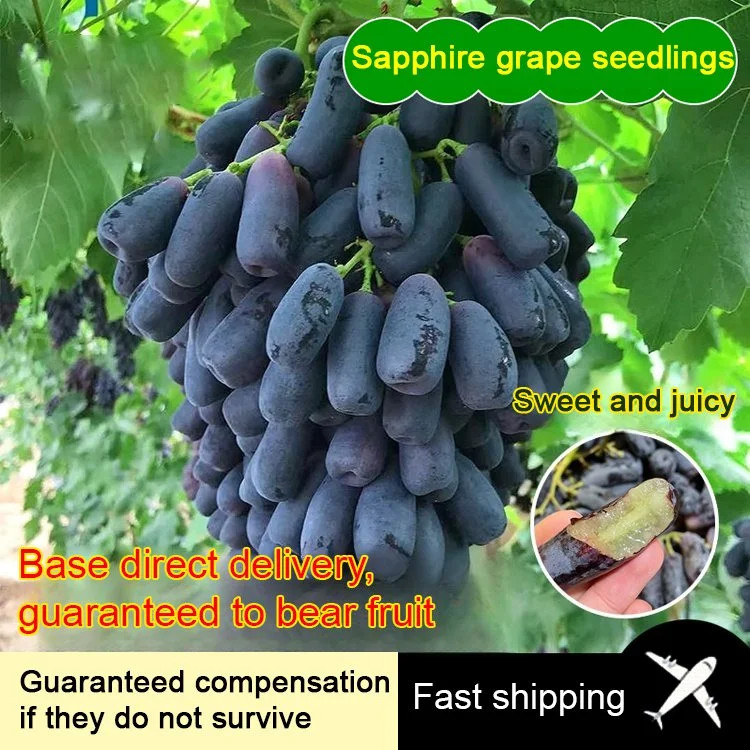 Golden Finger Grape Seedling Potted Plants Northern Fruit Tree Variety ...